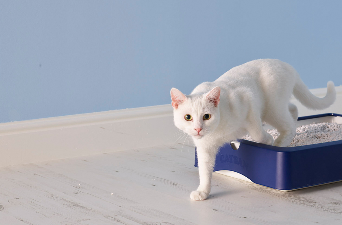 How To Remove Cat Odors From A House?