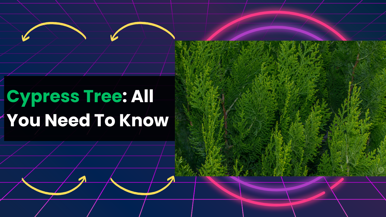 Cypress Tree: All You Need To Know
