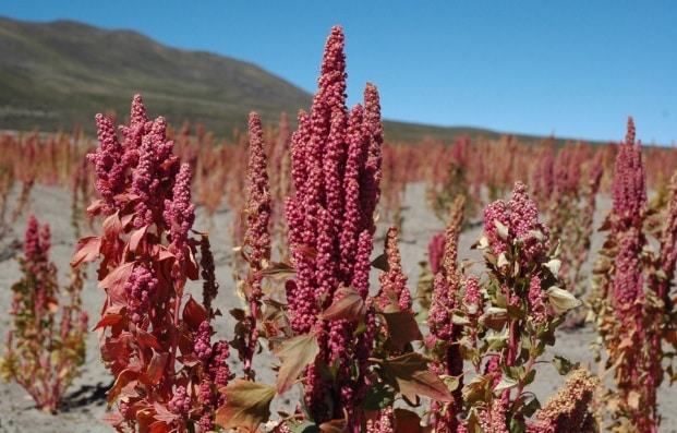 How to Grow Quinoa in India: A Simple Guide for Farmers