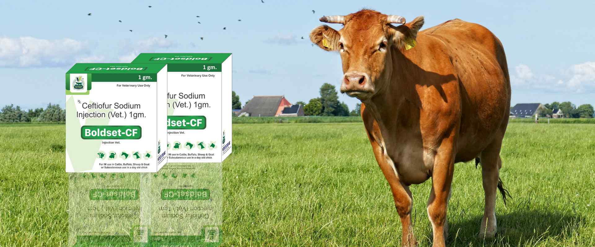 How a Veterinary Medicine Company Can Enhance Your Clinic’s Offerings